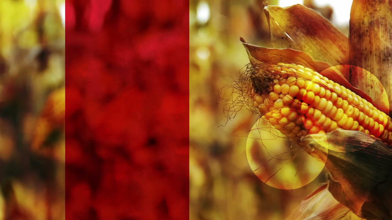 Corn Crop Red Strip - Church Media Resource